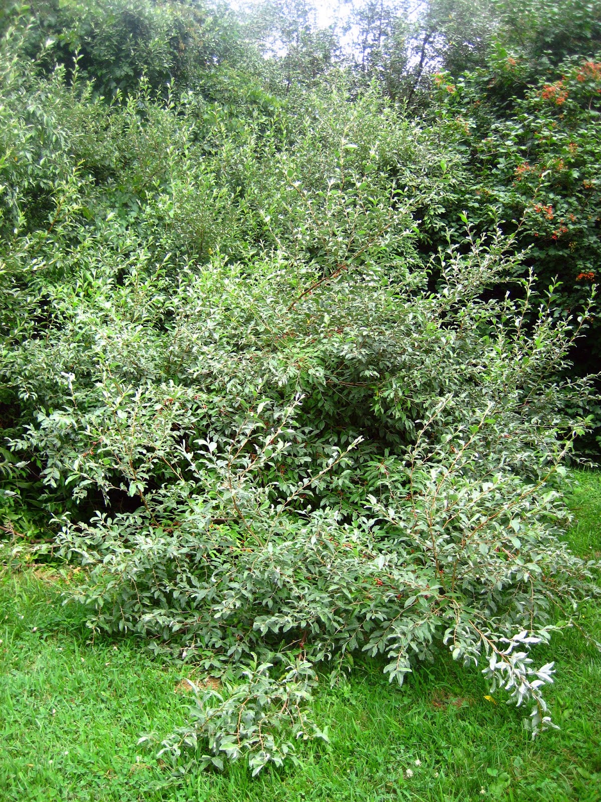 Meadow Muffin Gardens: Autumn Olive Shrub, Should it Stay or Should it Go