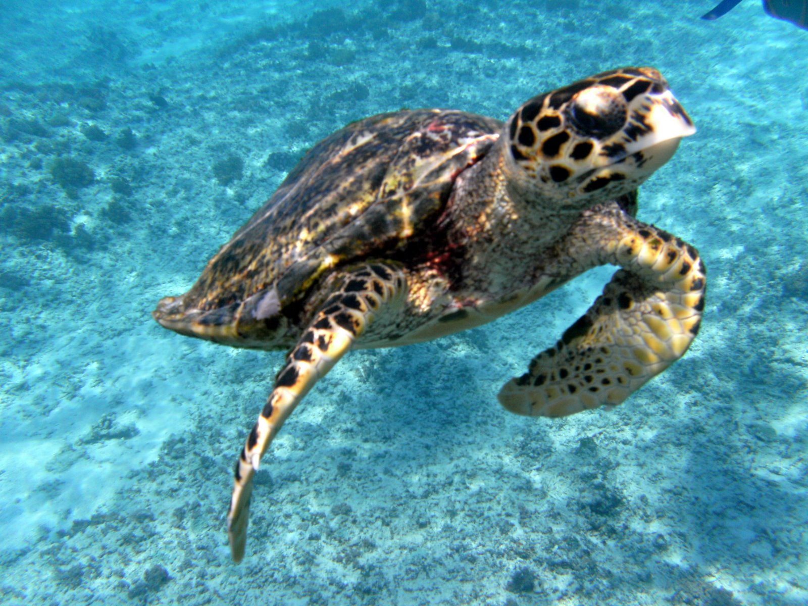 Cop Out's Big Adventures: Hawksbill turtle on the Gili Islands