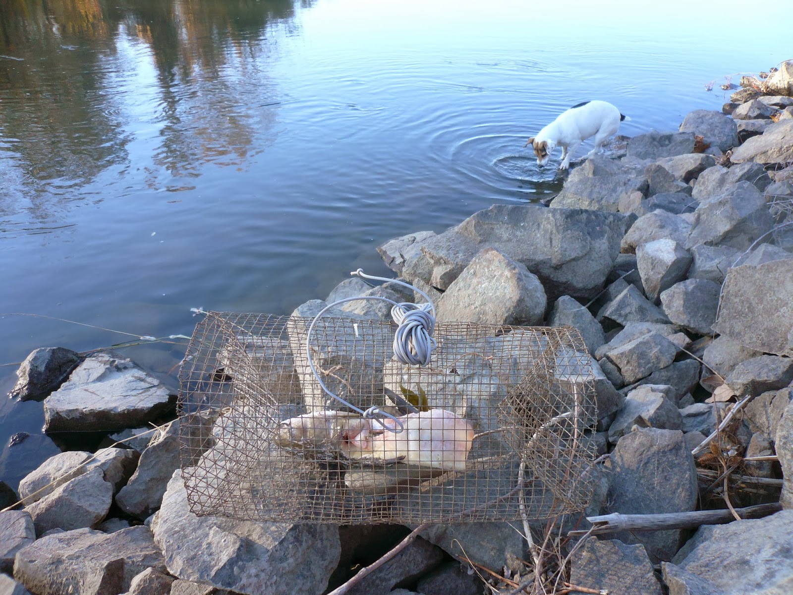 Countryman: Foraging California's Wild Side: Crawdad Traps from ...