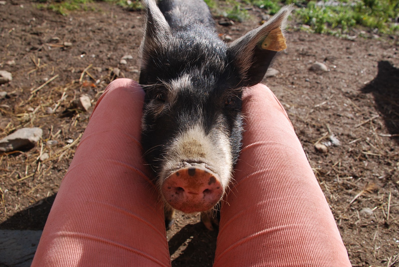 le cochonnet et le coq