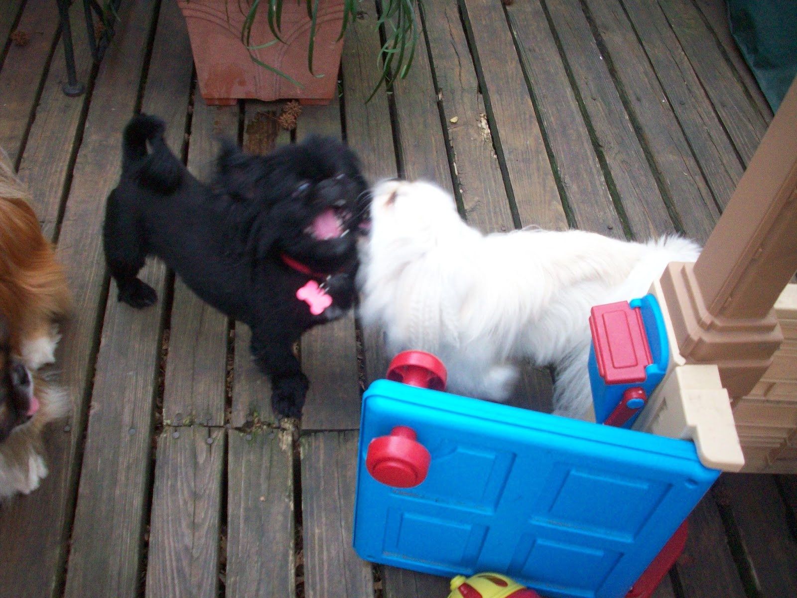 Must Love Pekes: PIPER AND SIR JENKINS