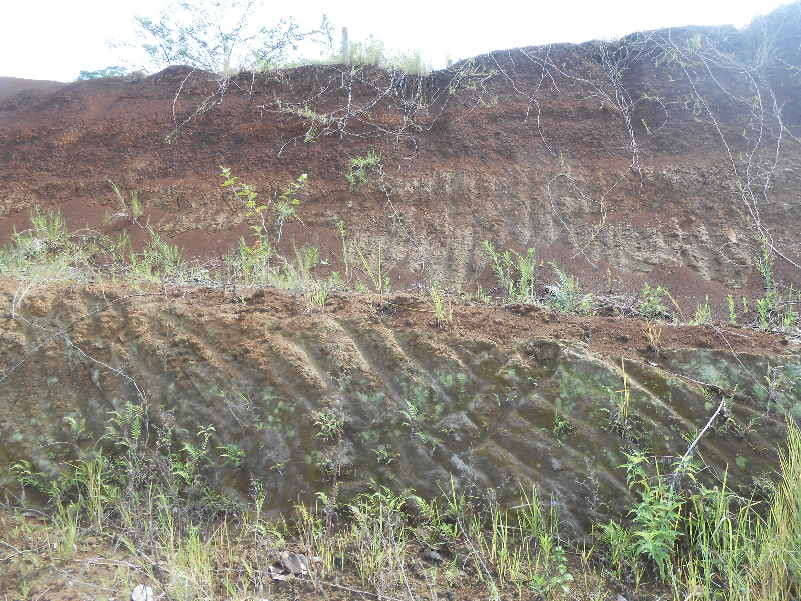 GEOGRAFI TANAH : HORIZON TANAH