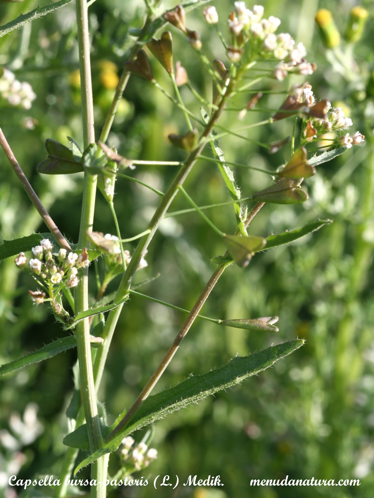 Menuda Natura: Capsella bursa-pastoris (L.) Medik.
