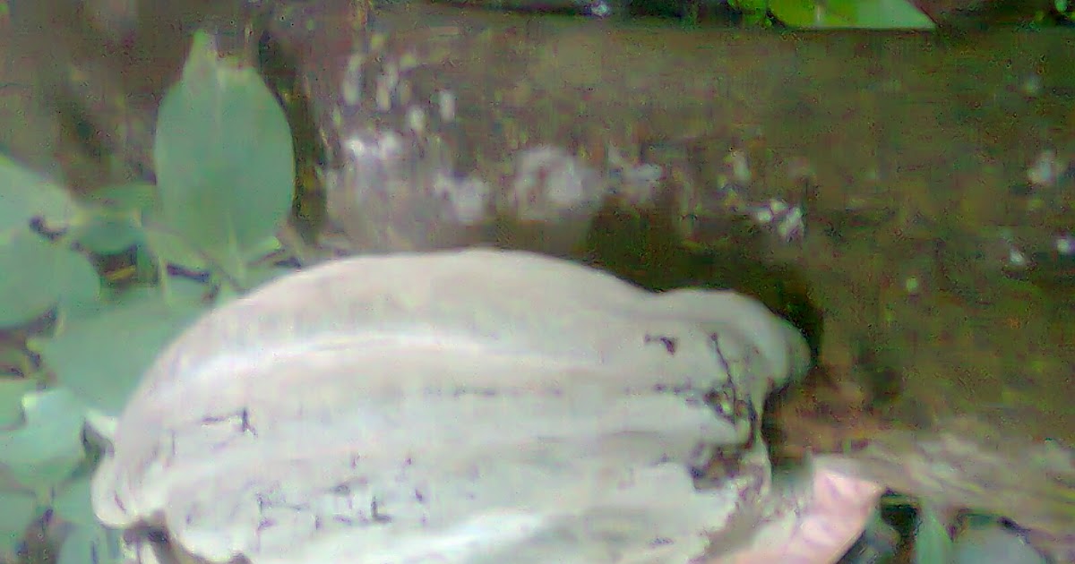 Berapa Tahun Coklat (KAKAO) Mulai Berbuah? - Rumah Petani