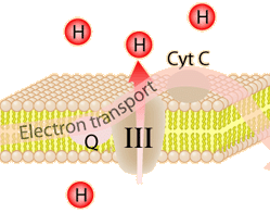 Punk Biology Student Blog: ELECTRON TRANSPORT SYSTEM (SISTEM TRANSPOR ...