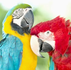 Guia Guedala: Papagaio e Arara