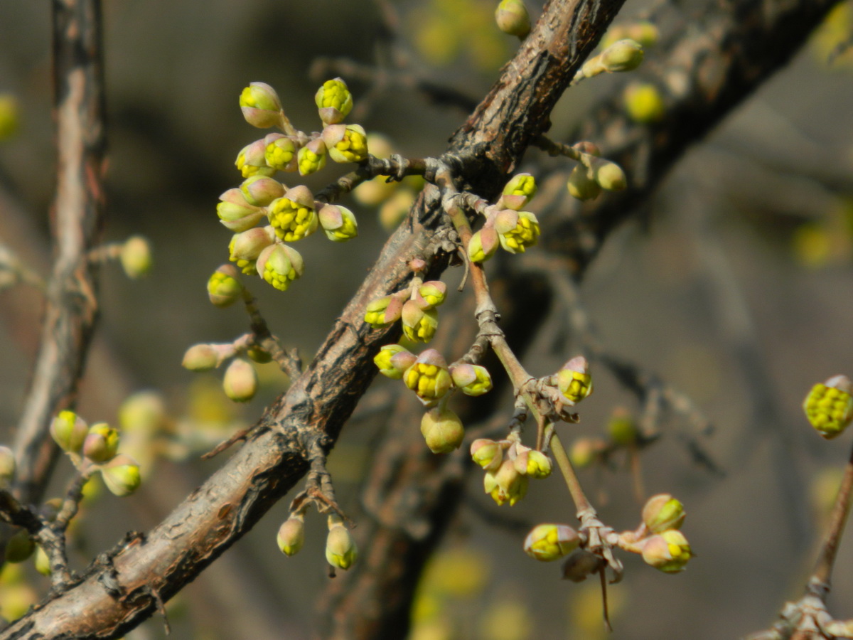 LA MULTI ANI, ROMANIA!: Primii muguri florali