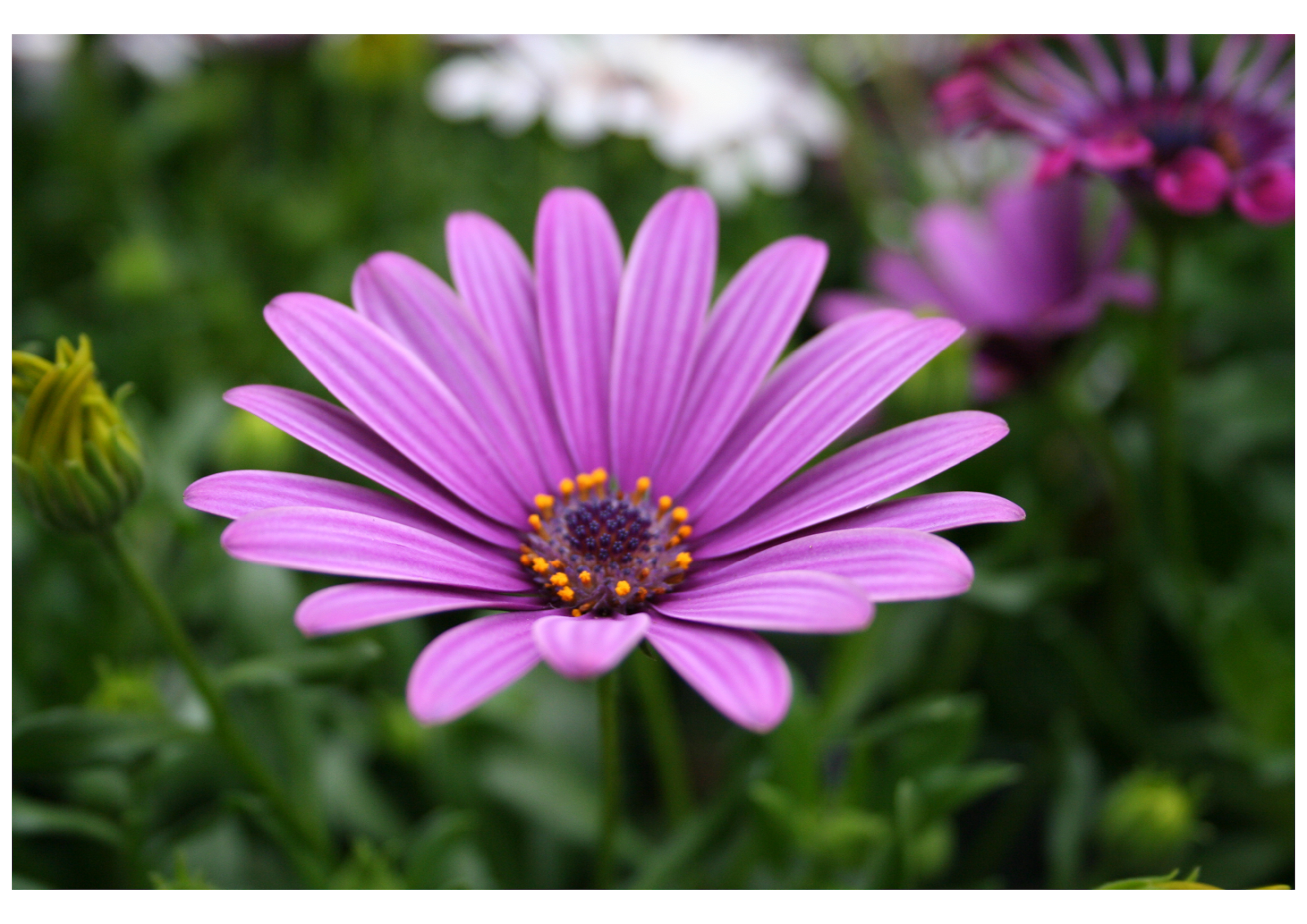 Mutation Education Lab: Computational Thinking Process