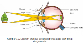 Laporan Percobaan Sistem Saraf, Gerak Reflek, Bintik Buta