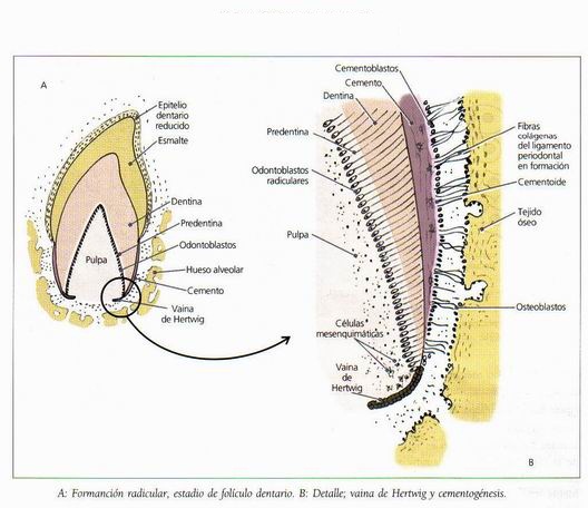 OdontoBlog: El Cemento Dental