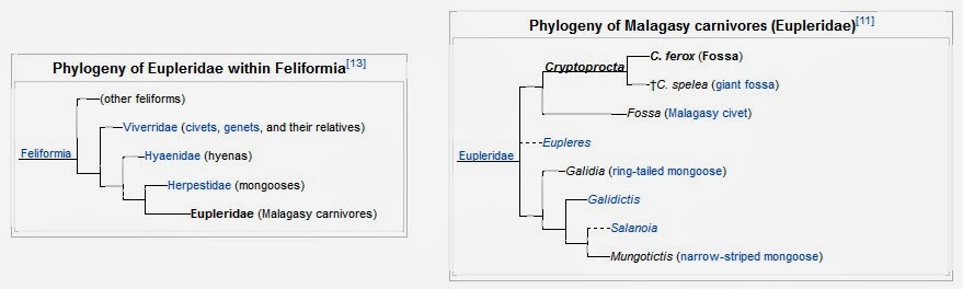 The Birdman Chronicles: The Fossa = AotW
