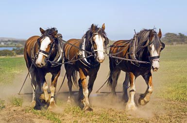 Horse Life and Love: Clydesdale Horses.
