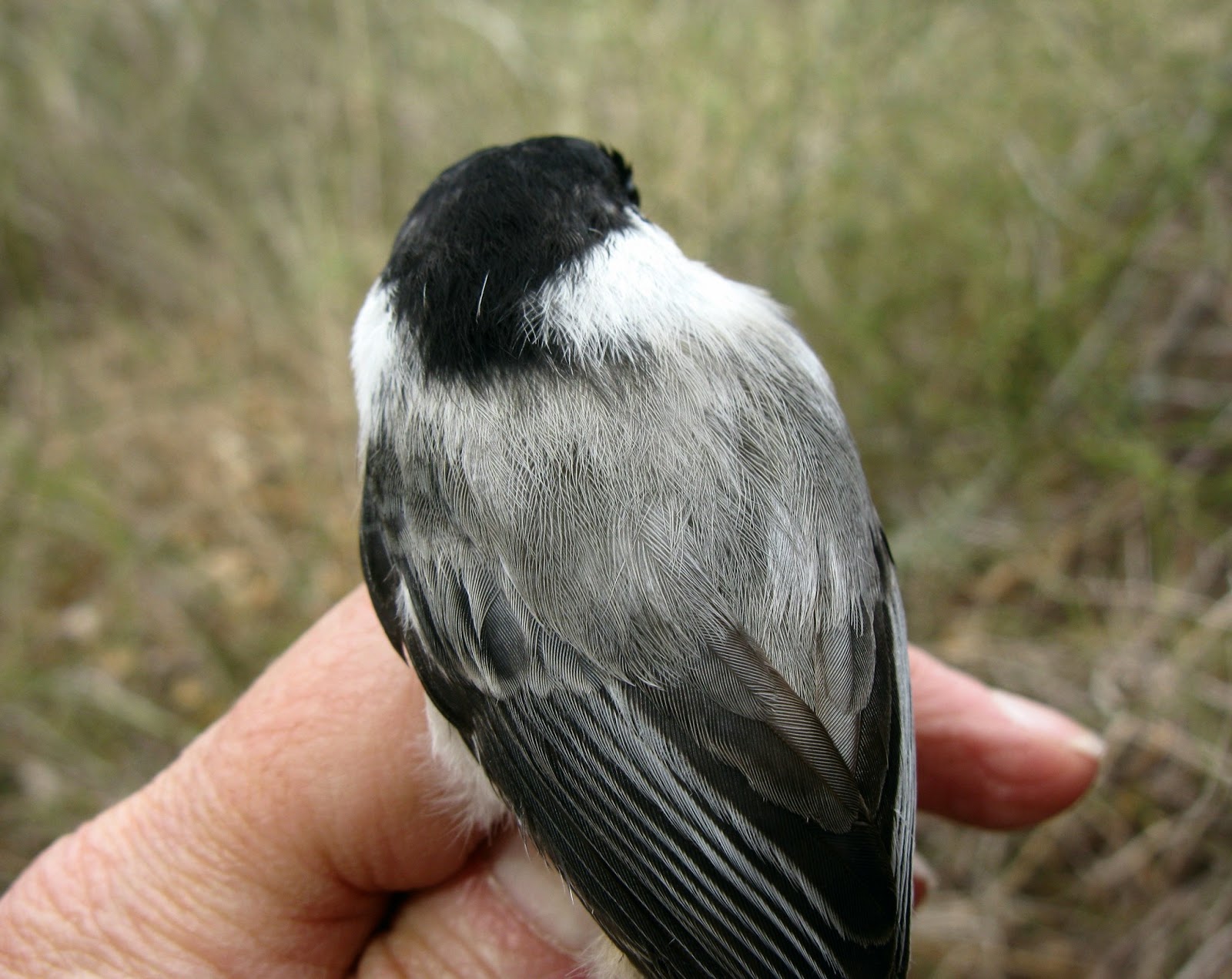 Cape Cod Bander: April
