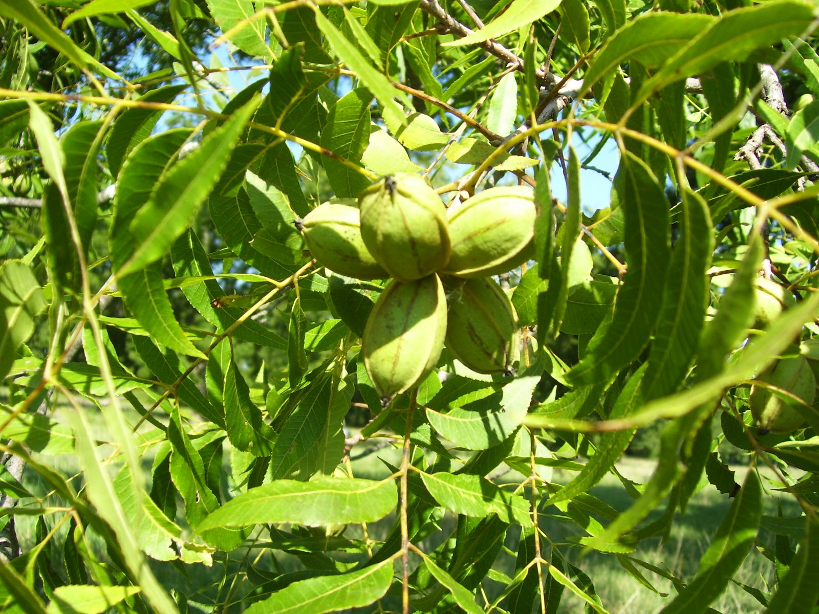 Nueces pecan wallpapers