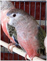 The Splendid Bourke Bird Blog: Avian Genetics, Bourke Parakeets by Su Yin