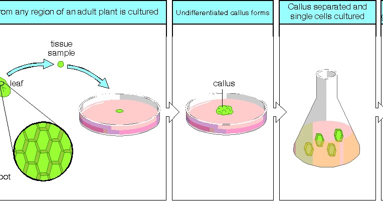 Plant Tissue Culture: A Biotechnological Methods to propagate plants ...