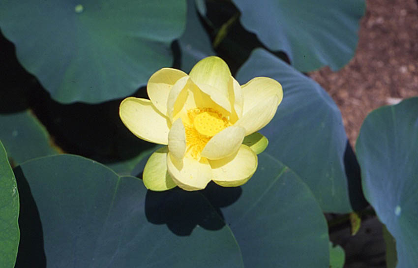 Aquascape Your Landscape: The Lovely Lotus