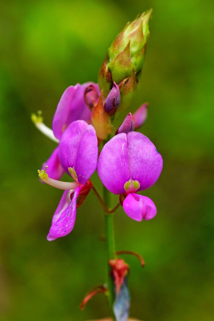 Flora de Puerto Rico Ilustrada Papo Vives: FABACEAE DESMODIUM INTORTUM