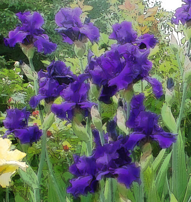 Photographing Flowers: Impressionist Flower Effects in Photoshop