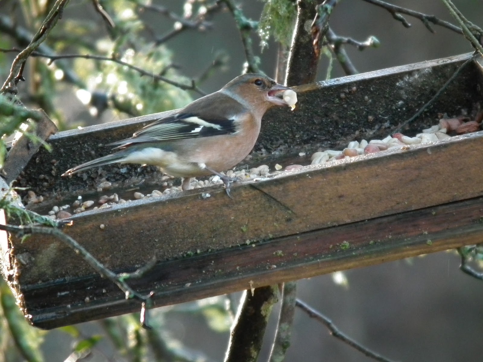 The Life and Times of this Old Git: Latest Bird blog