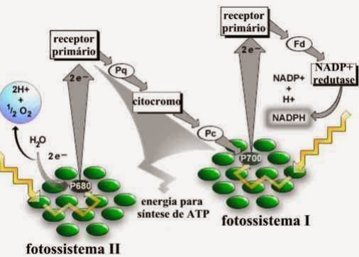 BIOGEOZARCO: Fotossíntese - Fotossistemas