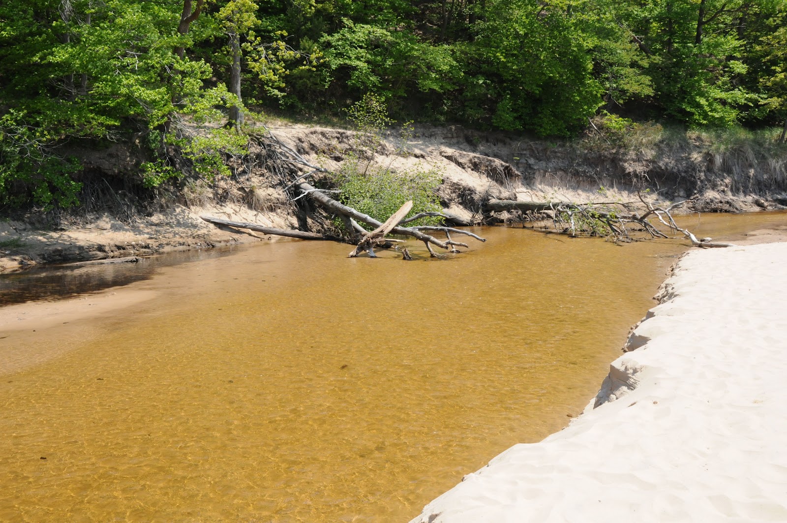 Peace in a Tin Can: P.J. Hoffmaster State Park