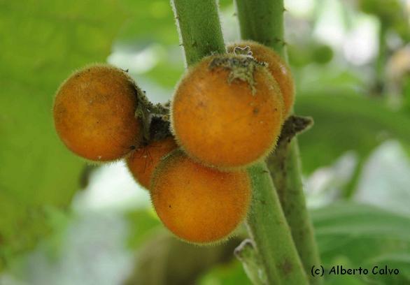 Ningún lugar está lejos... en RD: Se busca un mercado para el lulo