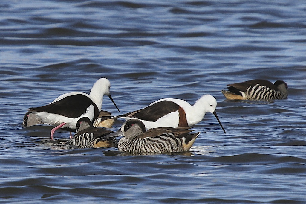 Jennifer Spry's Birding Blog: Banded Stilt Courtship Plumage at WTP ...