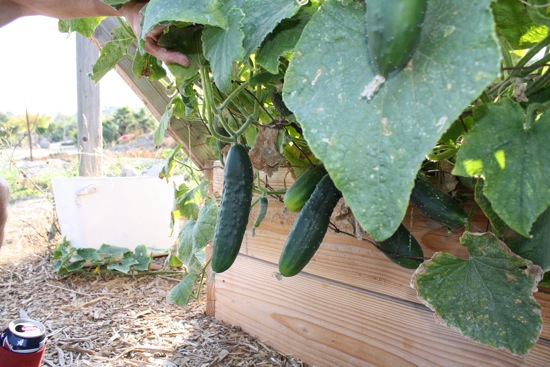 Dwight Delight: Cucumber Queen