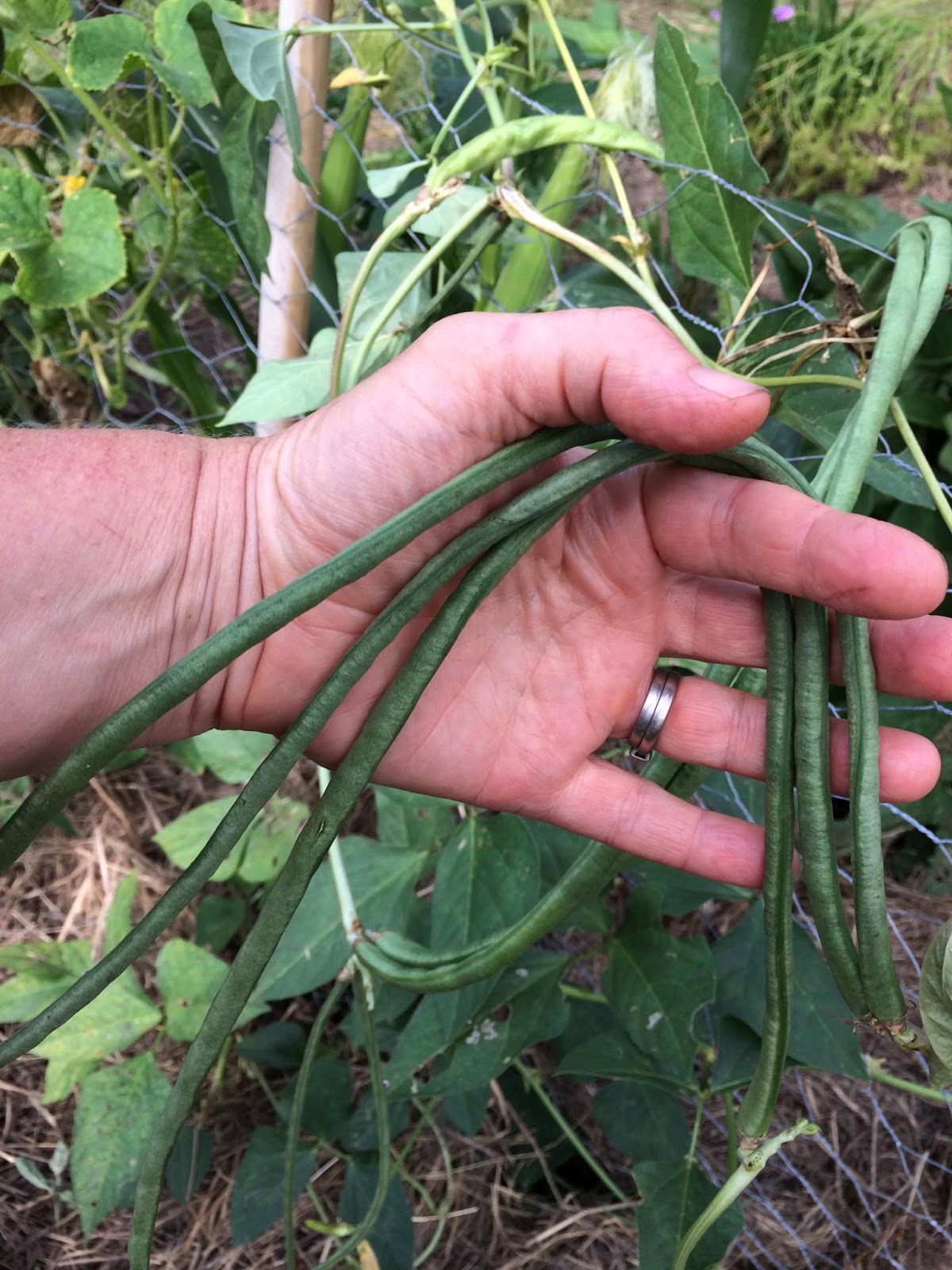 Giant Stringless Summer Bean Abundance - Our Permaculture Life