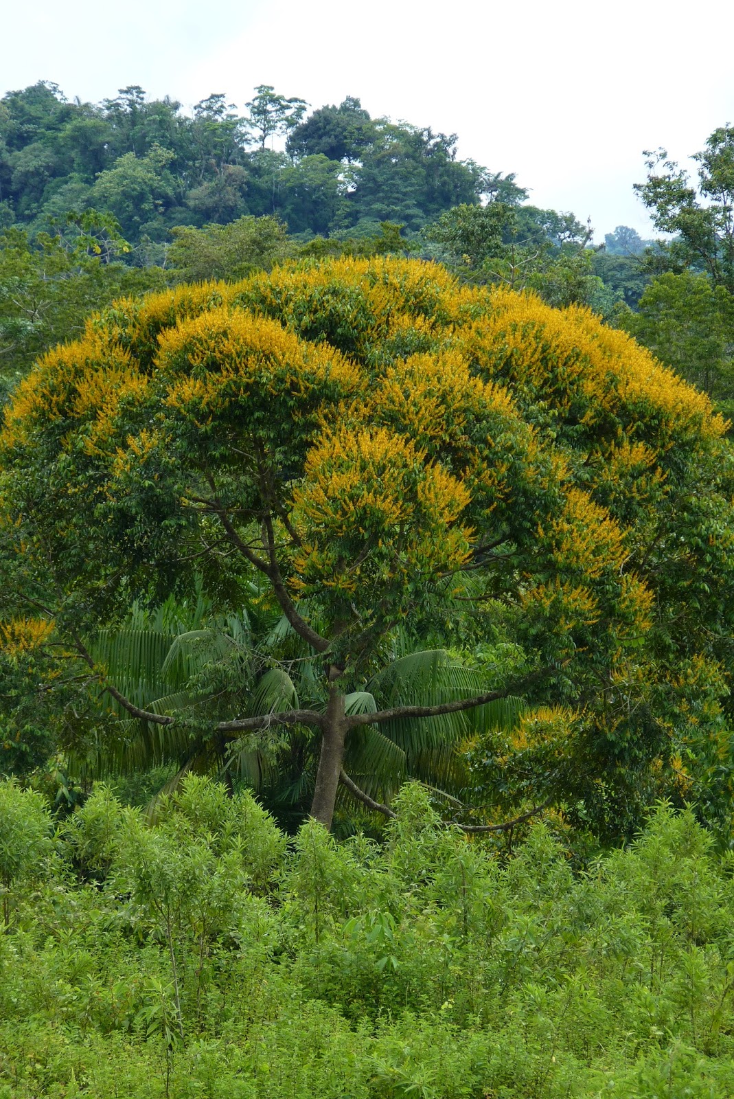 ARBORETUM: ARBOLES FANTASTICOS, Dormilón