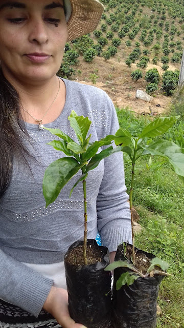 pluma y vida magda: SEMBRADO DEL CAFÉ
