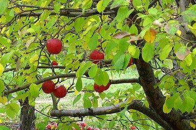 Sowing the Seeds: FOODS of the FIRST CENTURY: FRUIT AND NUTS