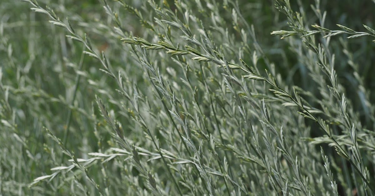 What's Growing in Colorado : The Grass of the Field