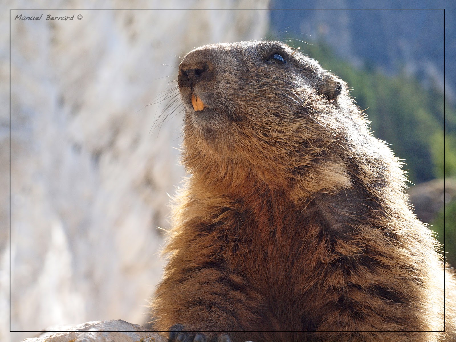 NATURAL WORLD: ...E CI SONO LE MARMOTTE CHE CONFEZIONANO LA CIOCCOLATA....