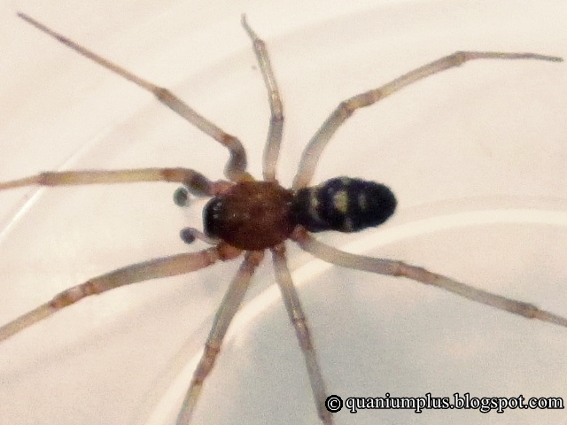 World of Arachnids : Family Theridiidae (Cob Web Spiders, Black Widow)