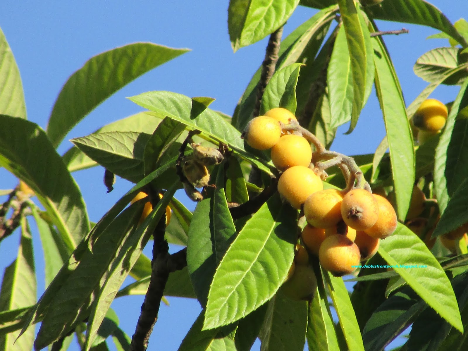 Debbi's Front Porch: Loquat Trees