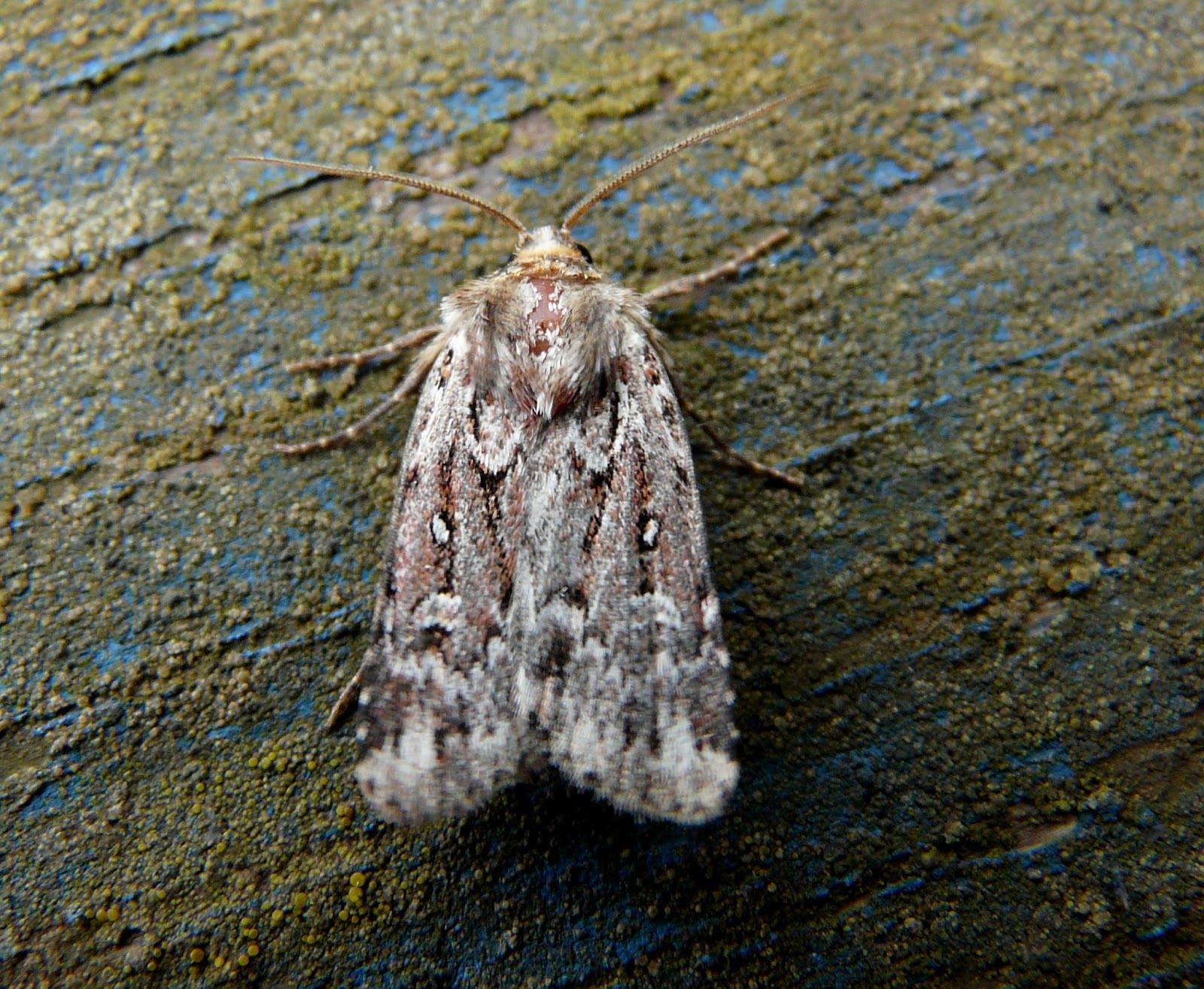 birdingexmouth: July Moths