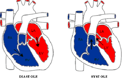 El Cuerpo Humano: Sístole y diástole