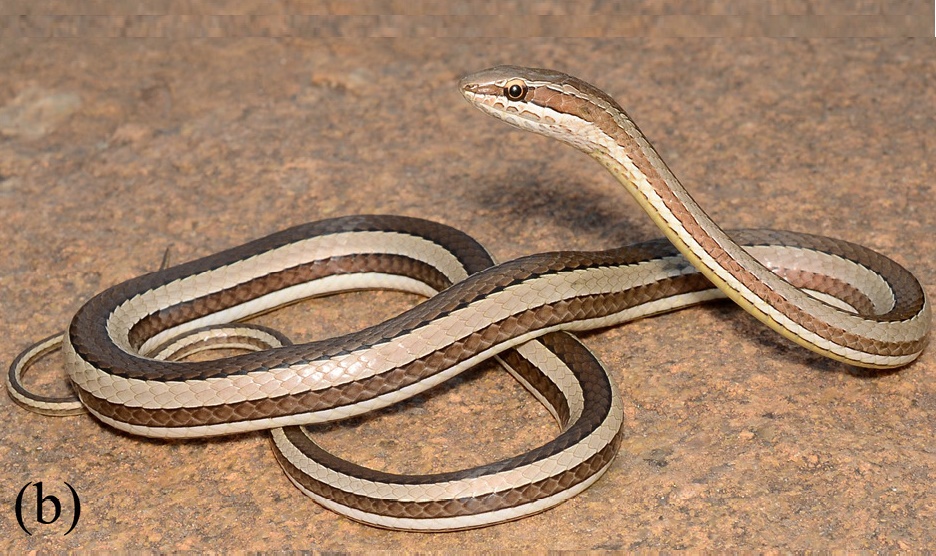 Species New to Science: [Herpetology • 2017] Records of the Indian Sand ...