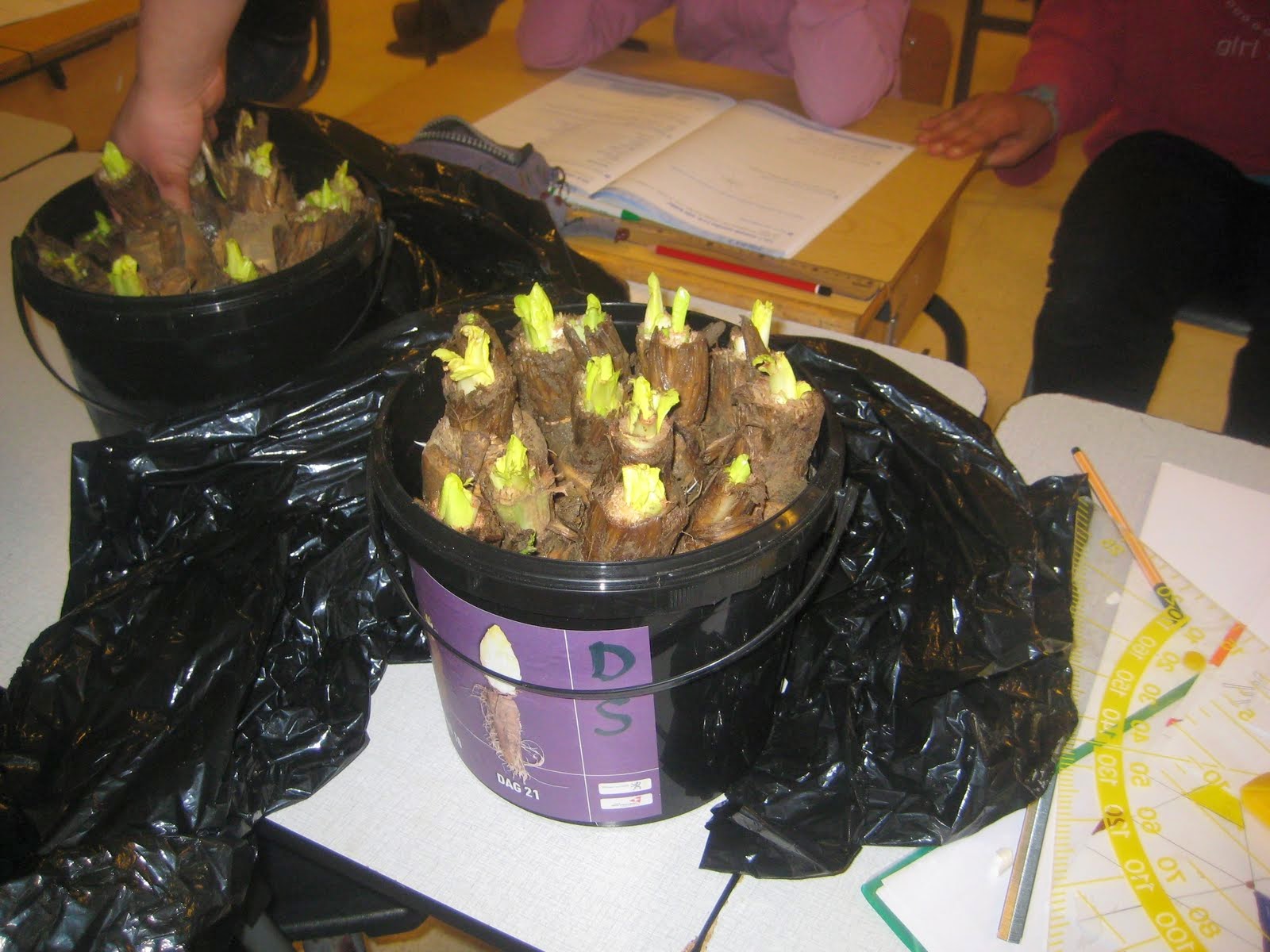 Seminte si plante de gradina hobby: Andiva-Cicoare Witloof