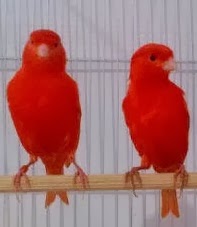 SILSILAH DAN KEISTIMEWAAN KENARI MERAH TERLENGKAP