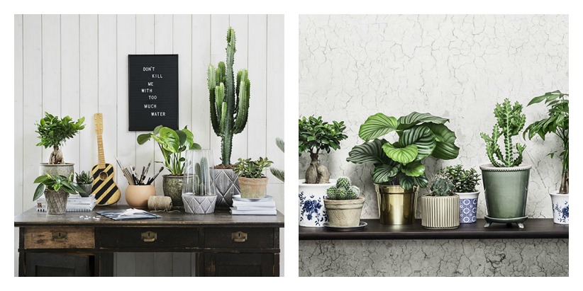 Tiloja by Stailia: Kaikkein ihanimmat viherkasvit juuri nyt