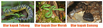 SamLusuh_LORAS@Lusuh_Adventure: Jenis-jenis ular yang merbahaya di Malaysia