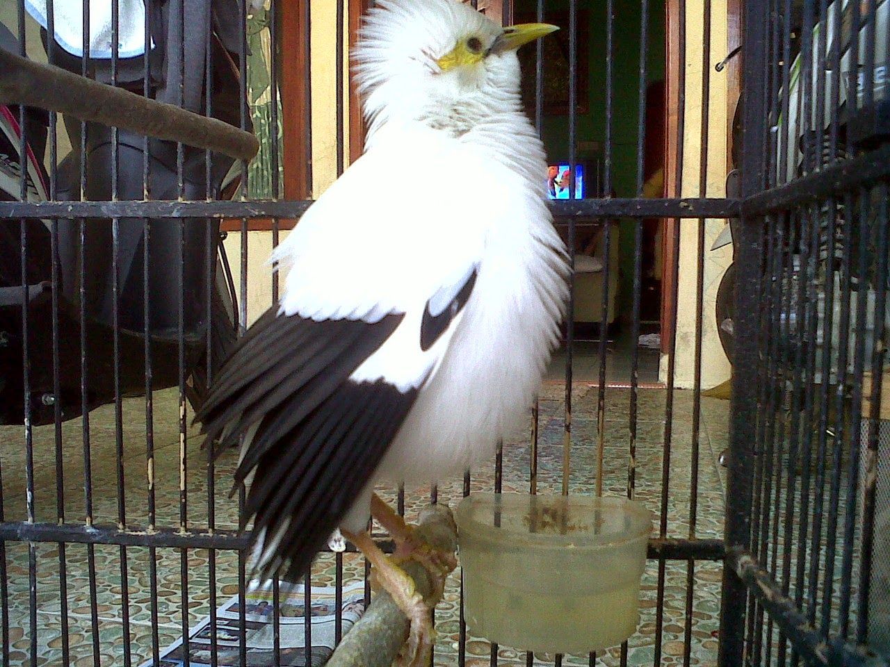 BERBISNIS TERNAK JALAK PUTIH | Tips Petani