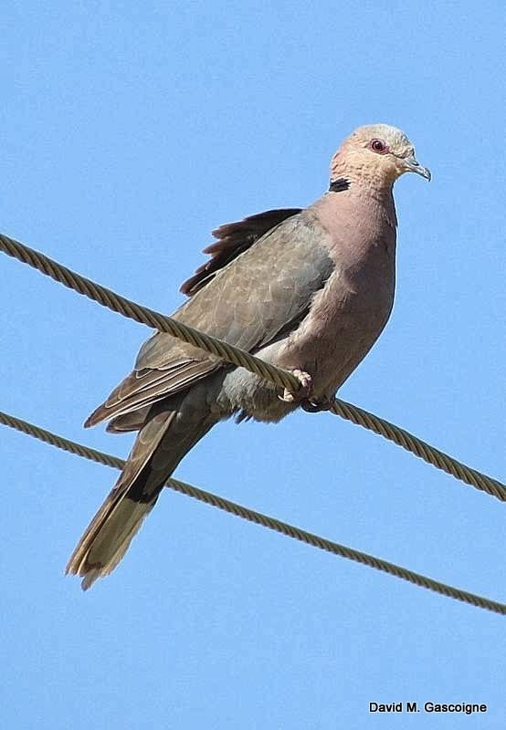 Ring-necked Dove - Travels With Birds