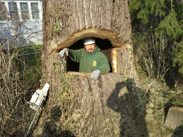 Field Notes: Seeing Inside a Tree