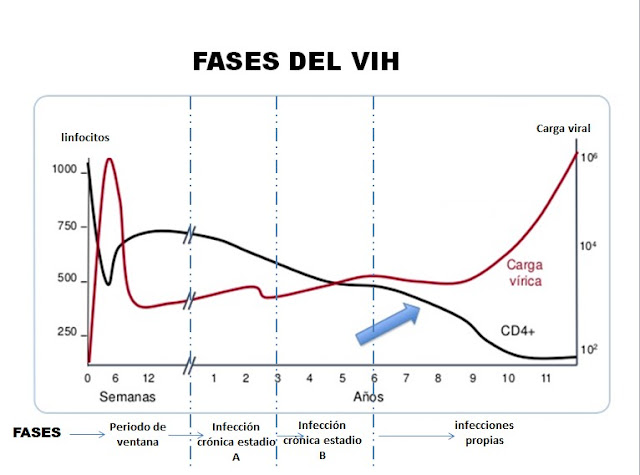 FASES DEL VIH-sida