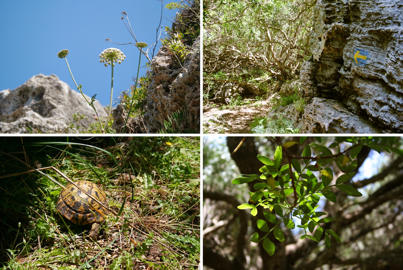 Con los años las cuevas de Cales Coves han tenido diferentes usos, como ...