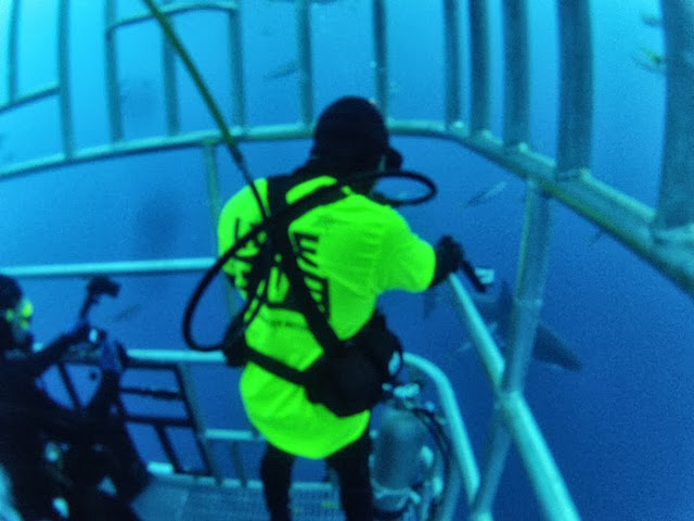 Red Sea Ocean Adventures: How to Represent Red Sea